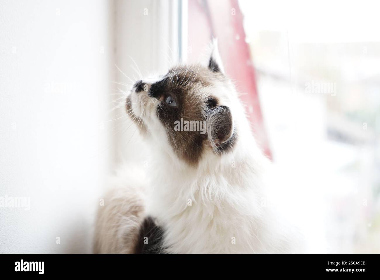 A Neva Masquerade cat sits confidently, showing off its iconic mask ...