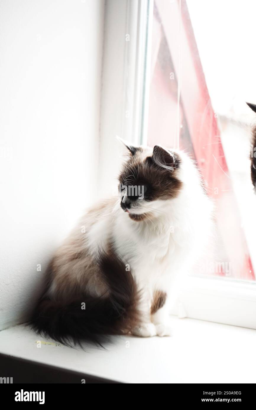 The soft plush fur of the Neva Masquerade cat attracts attention. Its ...