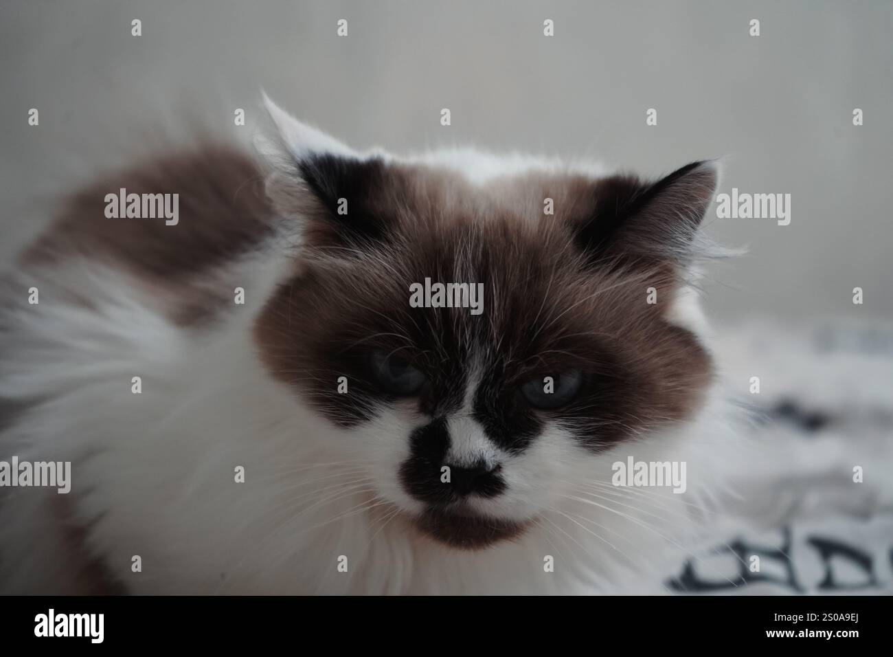 With its fluffy coat the Neva Masquerade cat is the epitome of beauty ...