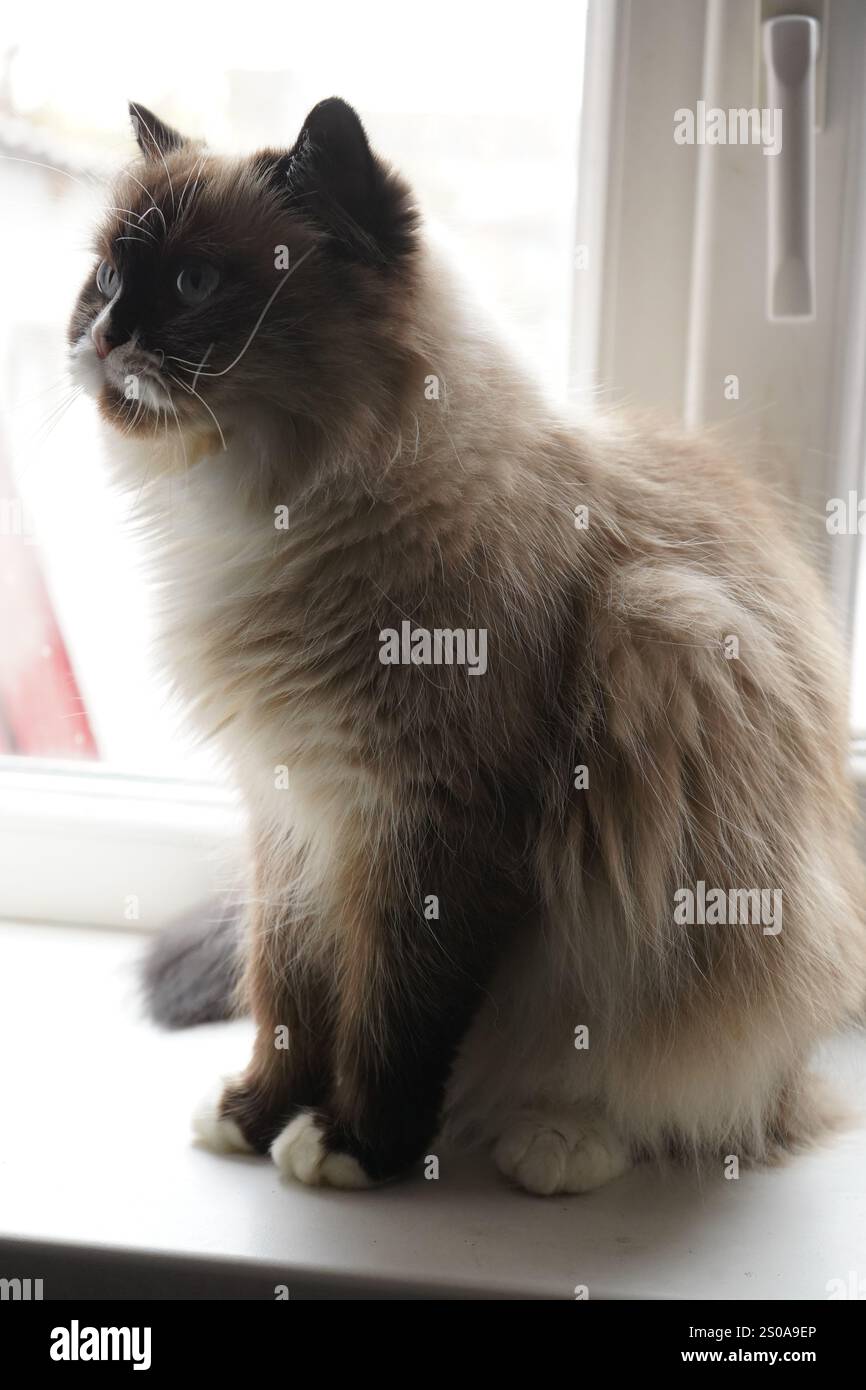 A Neva Masquerade cat sits confidently, showing off its iconic mask ...