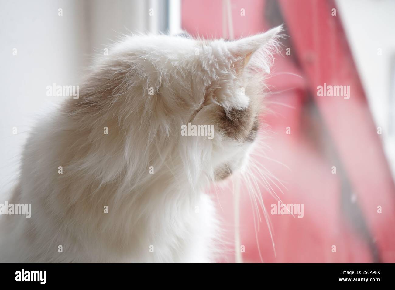 The soft plush fur of the Neva Masquerade cat attracts attention. Its ...