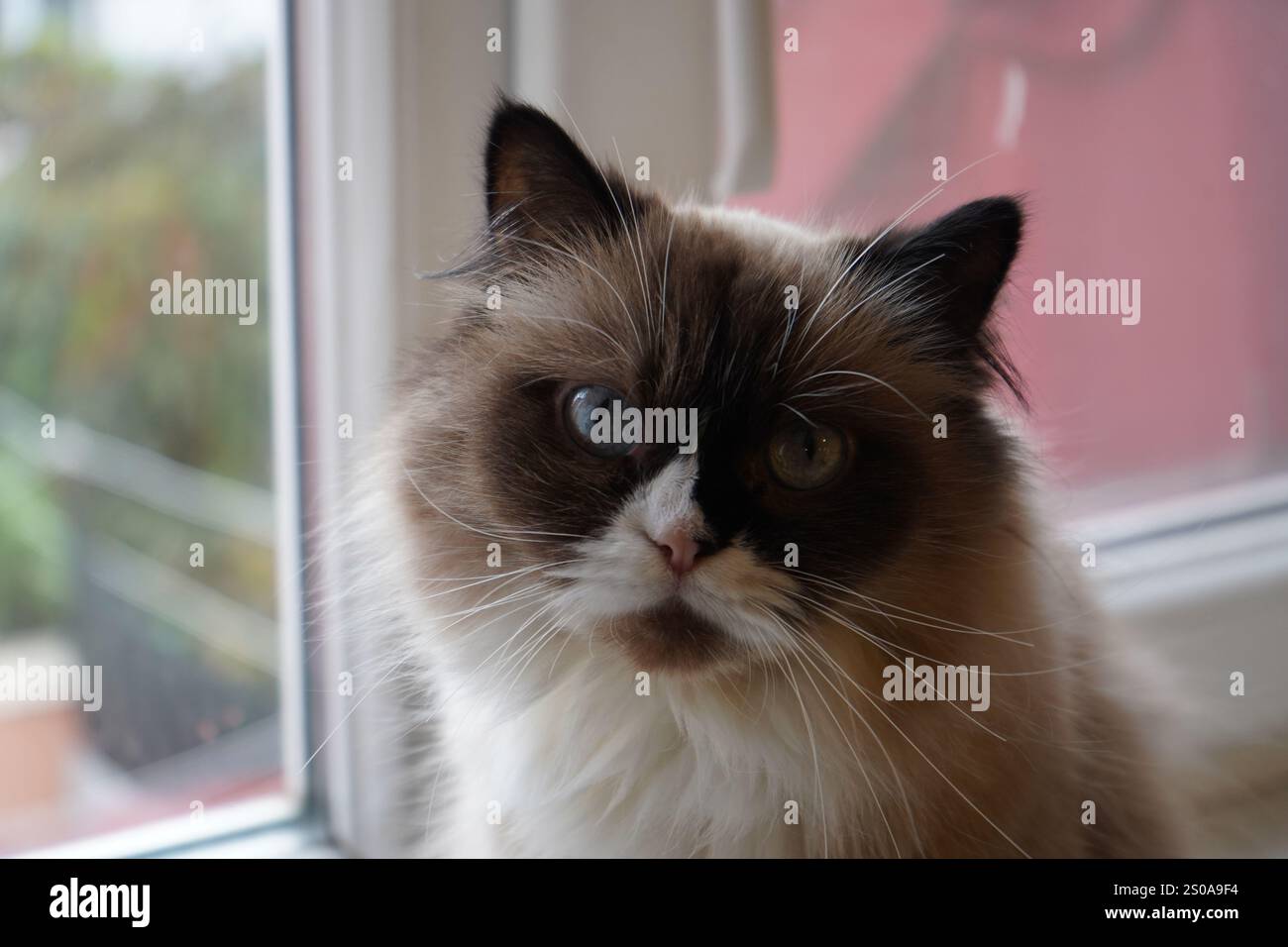 With its striking mask-like markings, the Neva Masquerade cat looks ...