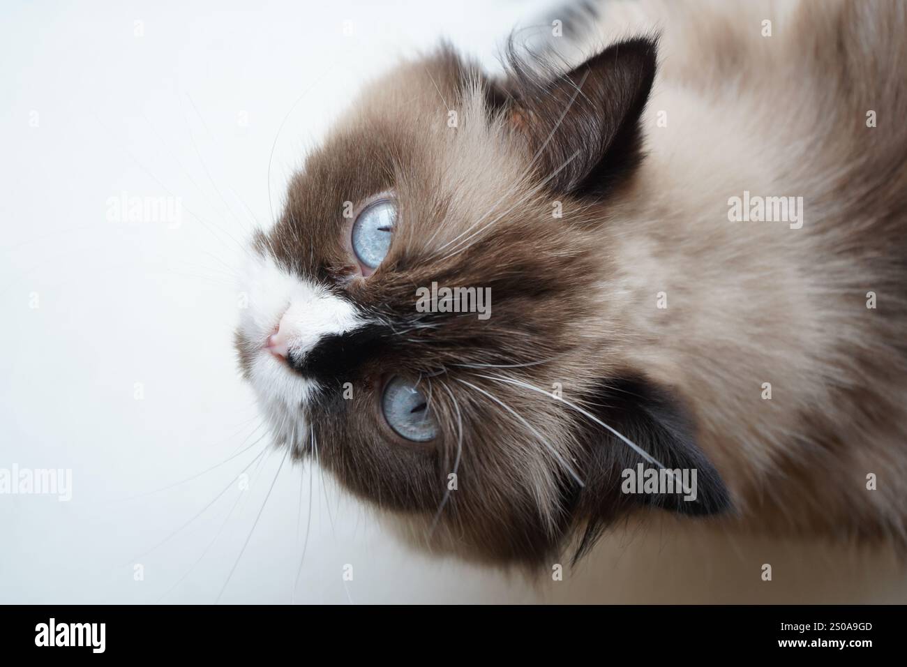 A close-up of the Neva Masquerade's face highlights its unique dark and ...