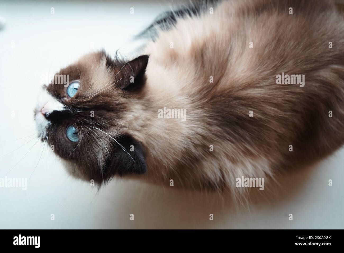 A close-up of the Neva Masquerade's face highlights its unique dark and ...