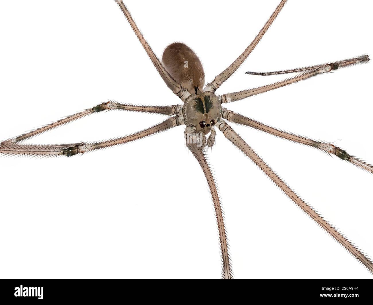 Close-Up of a Long-Legged Daddy Longlegs Spider on White Background ...