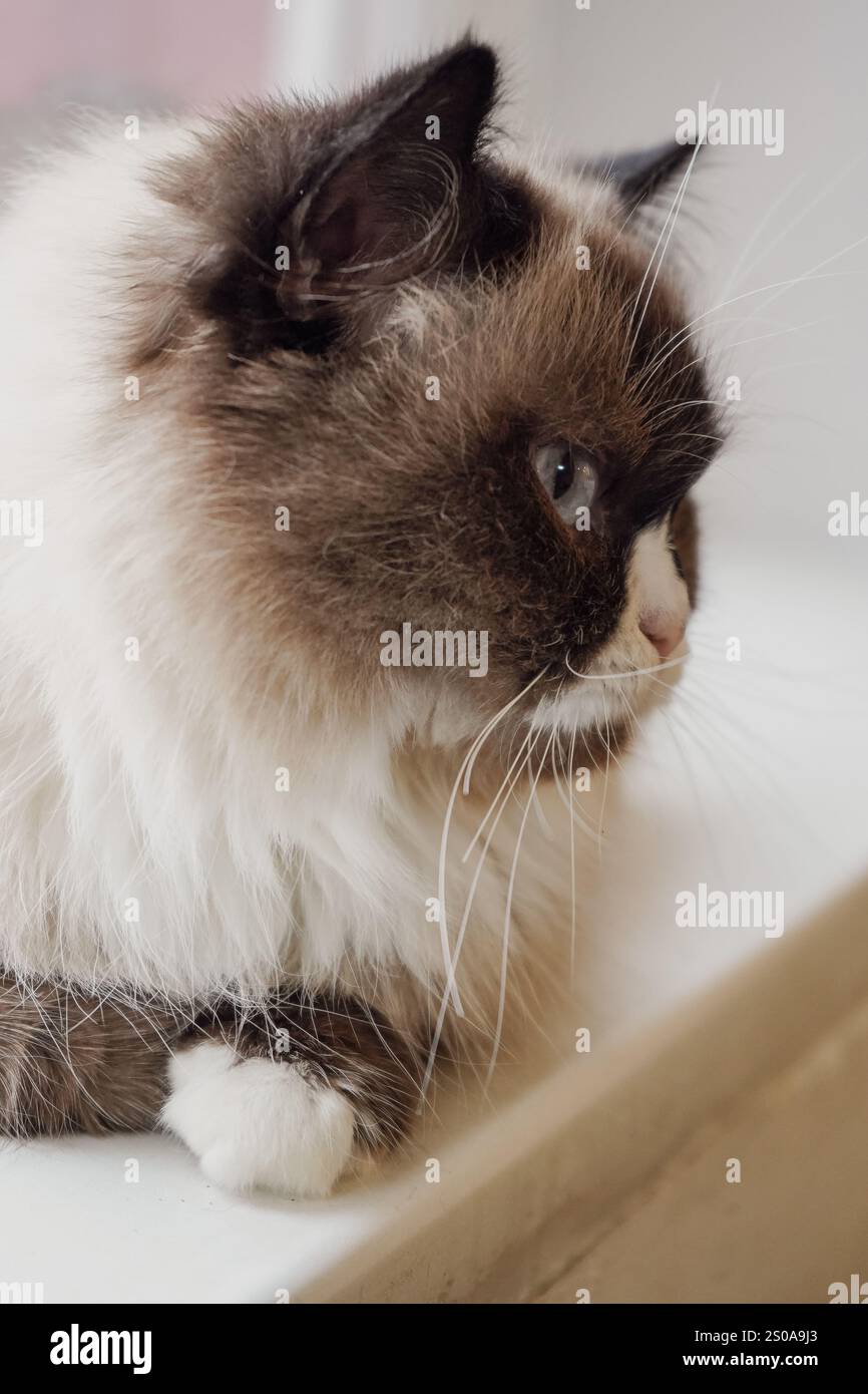 A beautiful cat with striking two-tone eyes and a fluffy coat stares ...