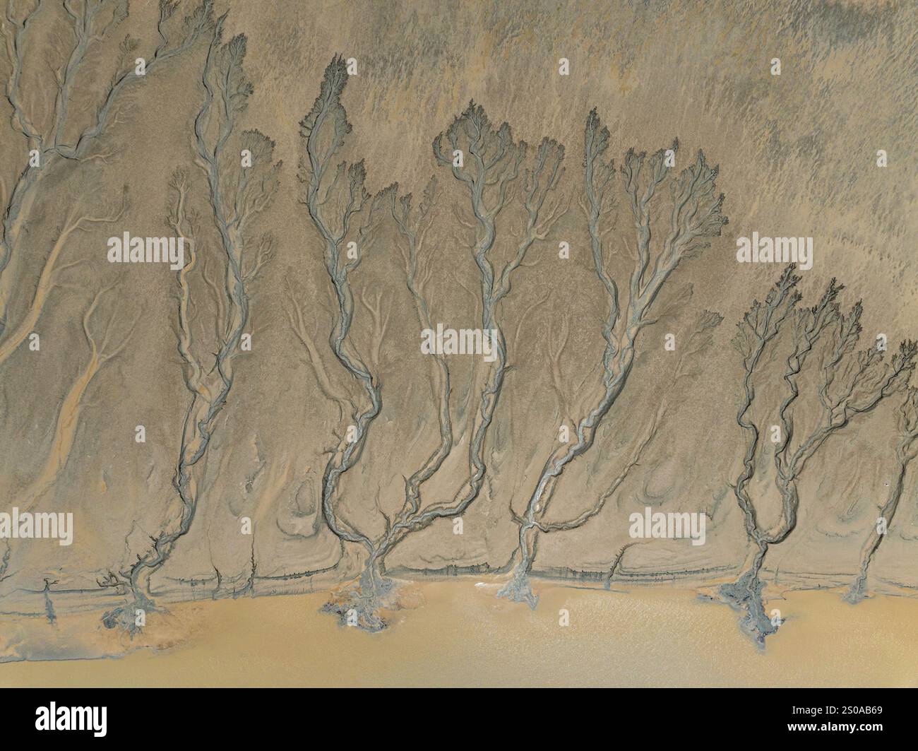 Jiaxing, China. 27th Dec, 2024. Tidal trees are seen on the Qiantang ...