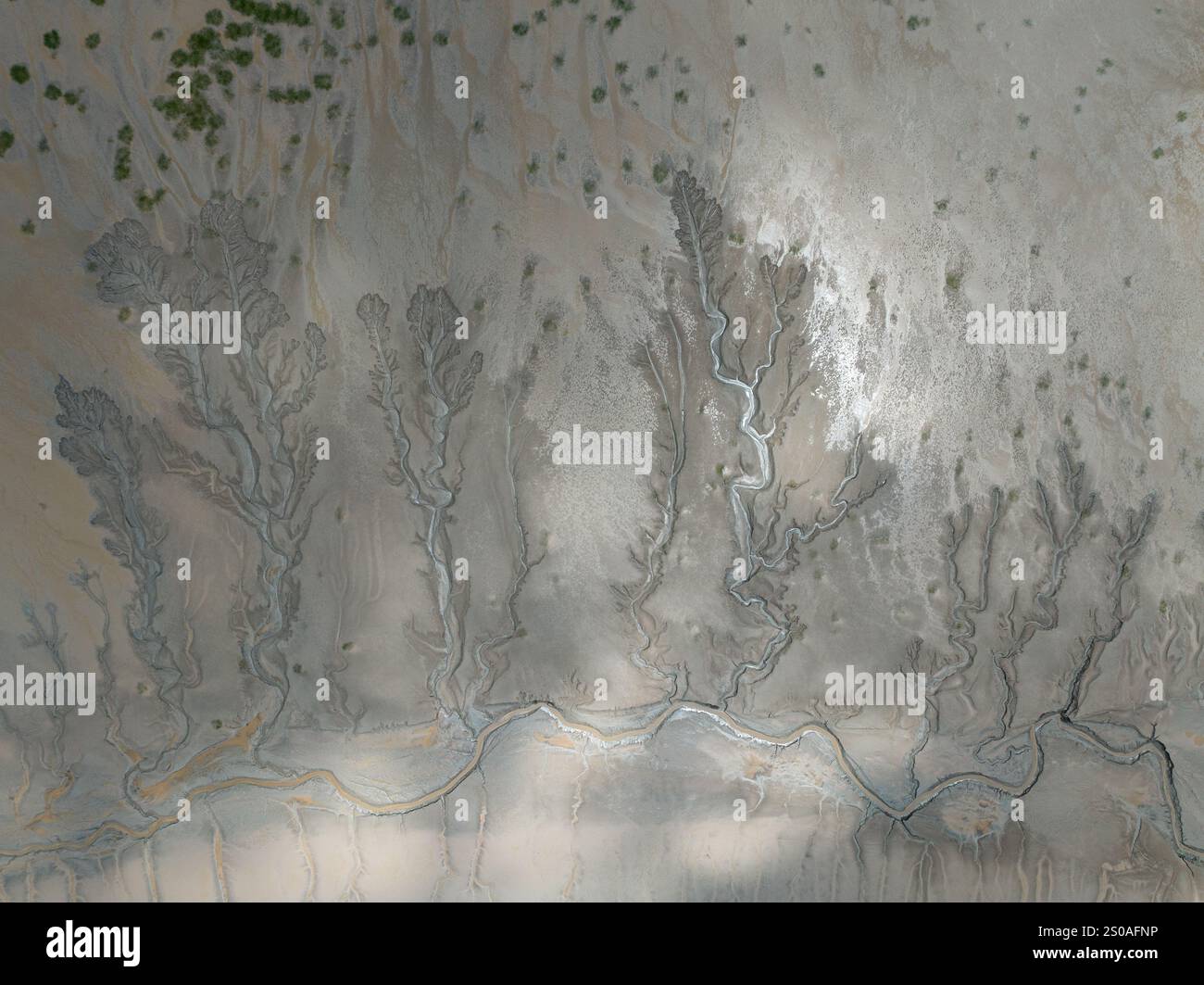 Jiaxing, China. 27th Dec, 2024. Tidal trees are seen on the Qiantang ...
