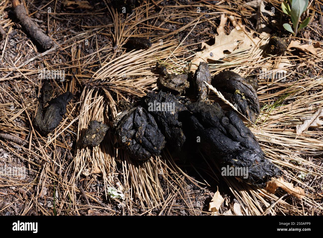Gila wilderness hi-res stock photography and images - Alamy