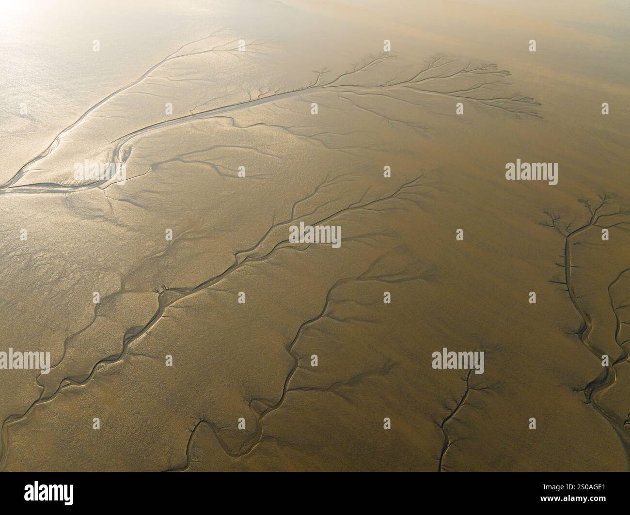 Jiaxing, China. 27th Dec, 2024. Tidal trees are seen on the Qiantang ...