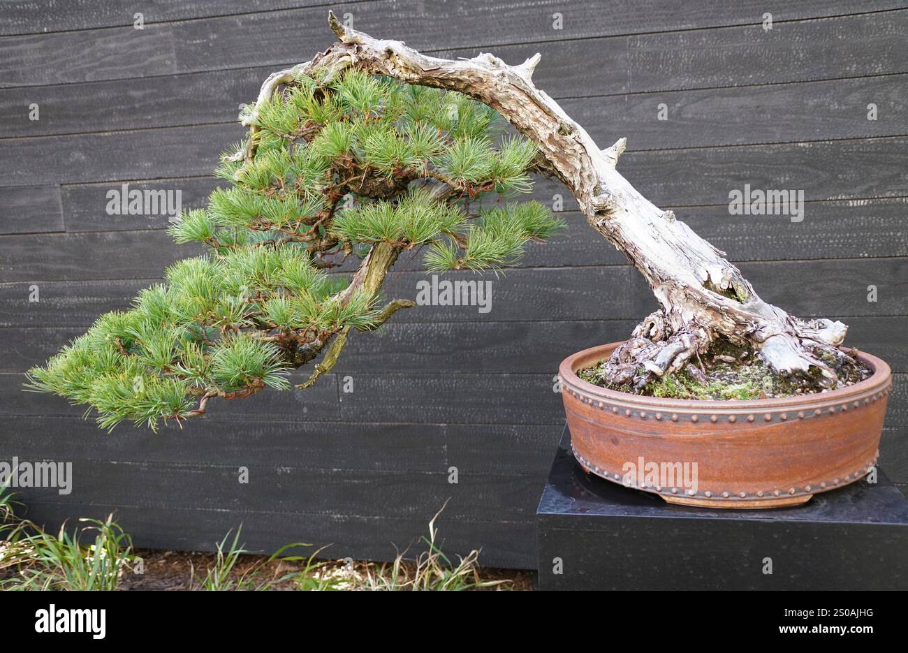 A unique Japanese White Pine bonsai tree with scientific name Pinus ...