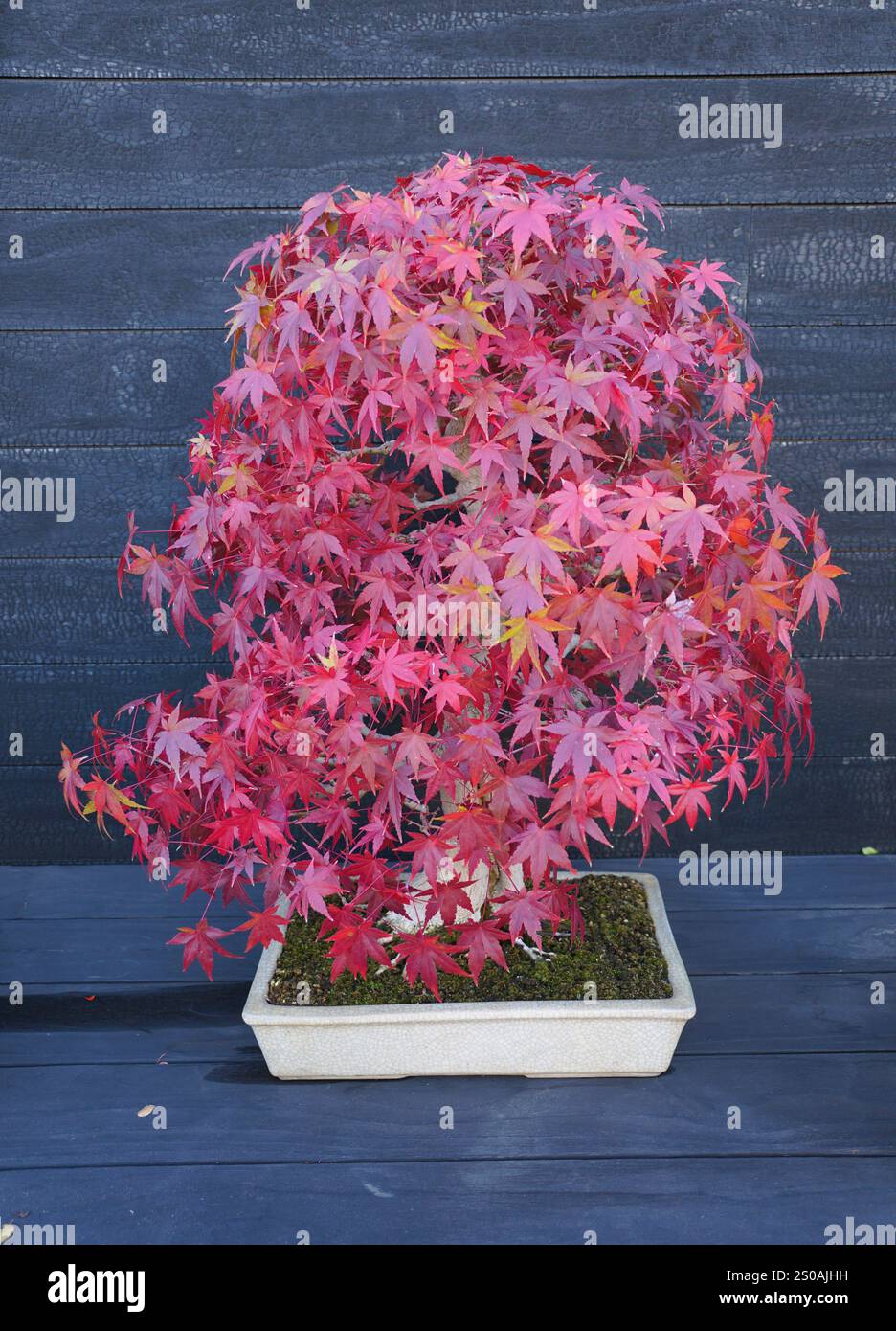 A Japanese Maple bonsai tree changing colors of its leaves to vibrant ...
