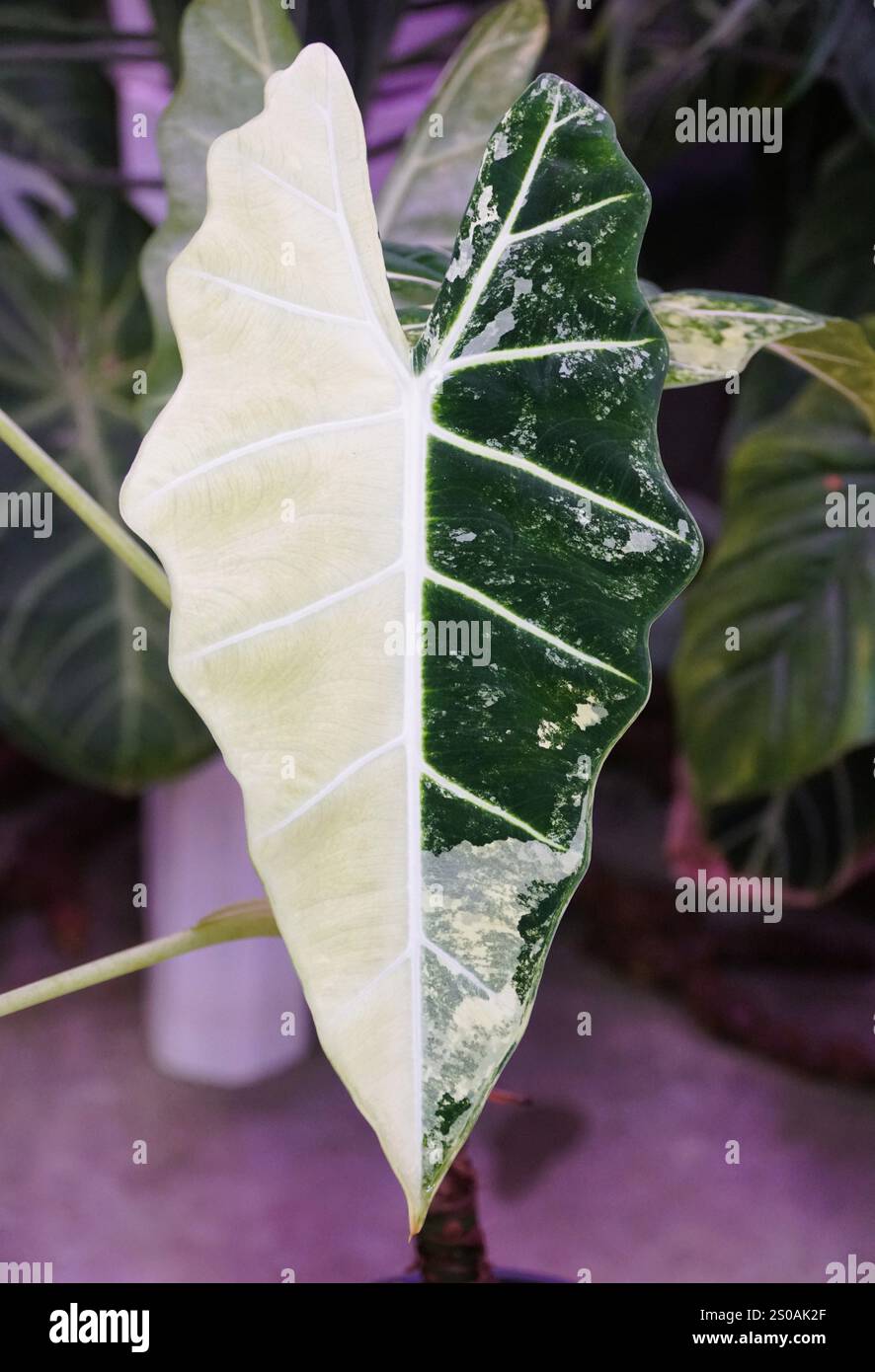 Stunning white and green half-moon leaf of Alocasia Frydek variegated ...