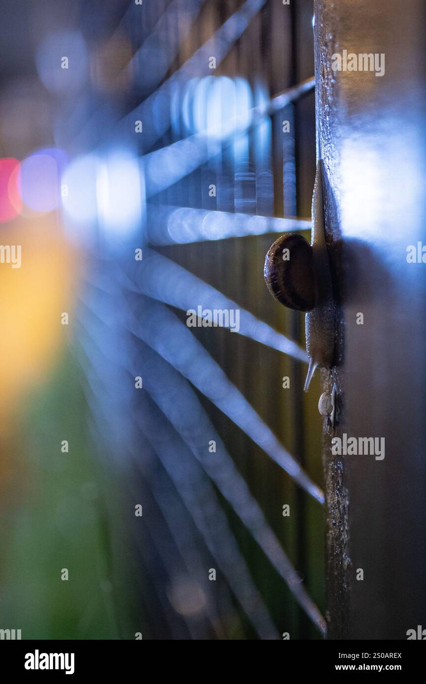 Istanbul, Turkey. 26th Dec, 2024. Baby and adult snails are seen on the ...