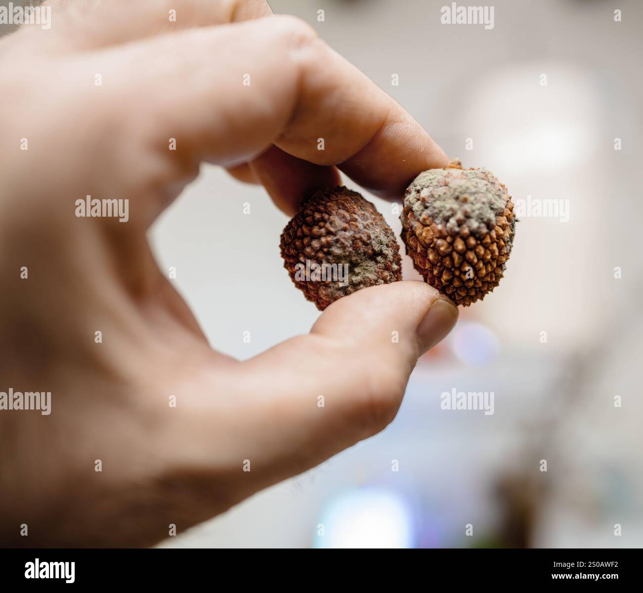 Hand holding two lychee fruits with visible mold, showcasing decay and ...