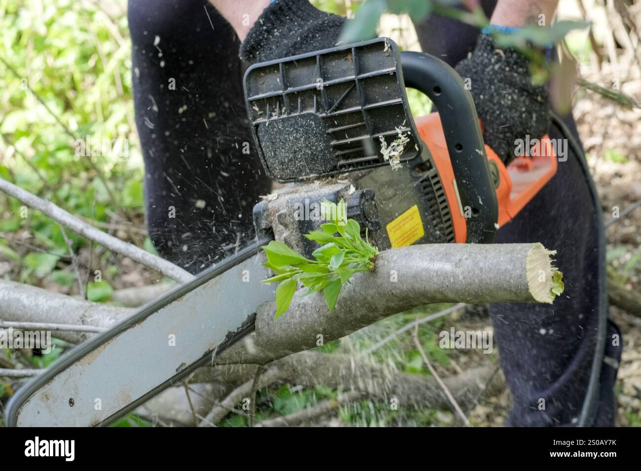Man cutting branch with a chainsaw. Person cuts a tree Stock Photo - Alamy