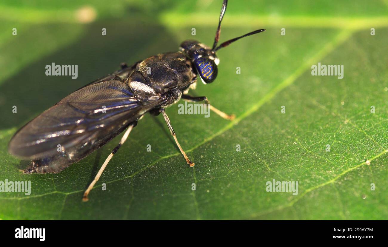 Black soldier fly larvae farming hi-res stock photography and images ...