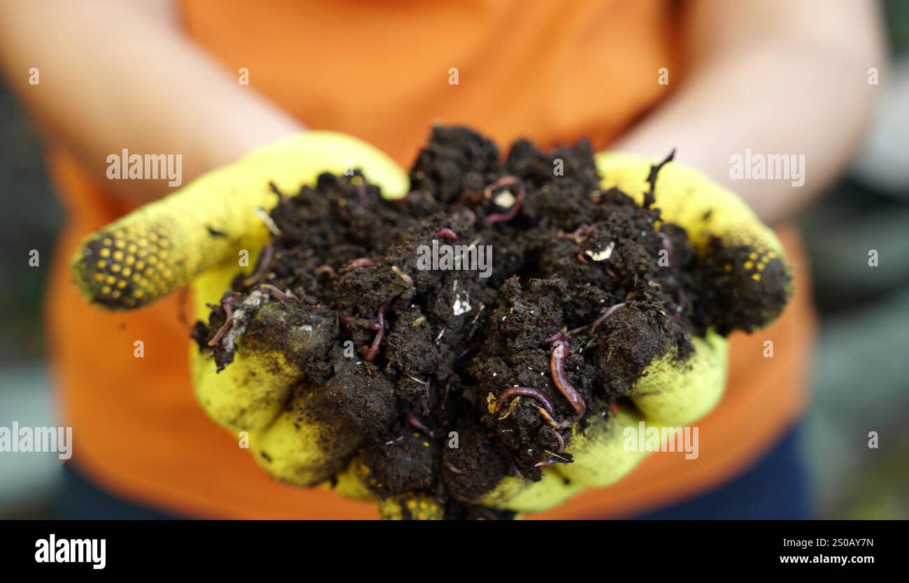 A farmer holds red wiggler worms in his hand Stock Photo - Alamy