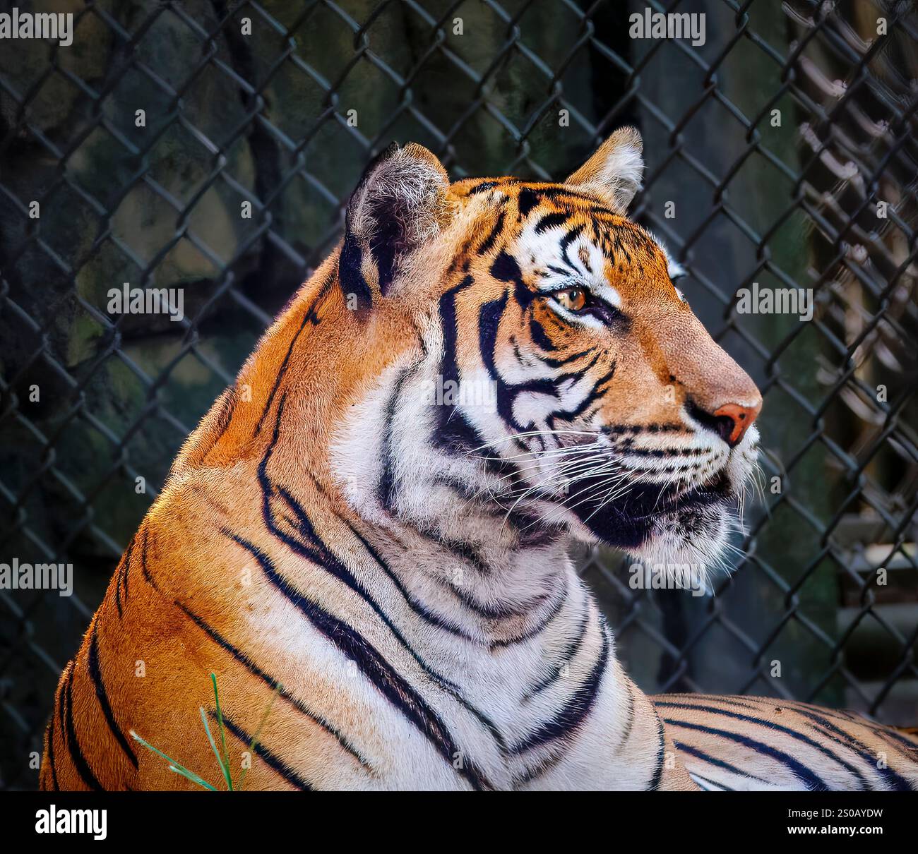 A tiger is laying down in a zoo enclosure. The tiger is looking at the ...