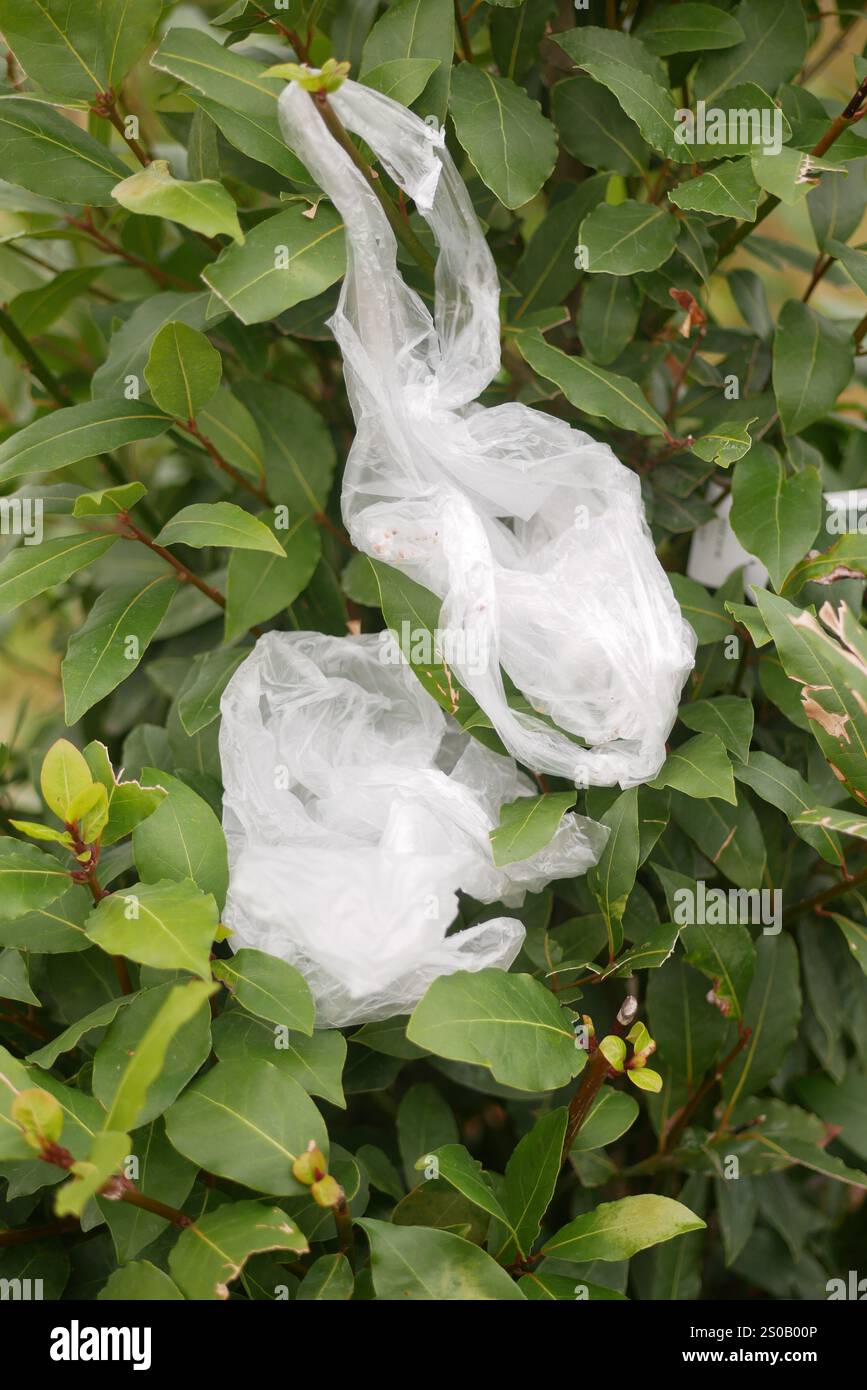 Plastic bag entangled in tree hi-res stock photography and images - Alamy