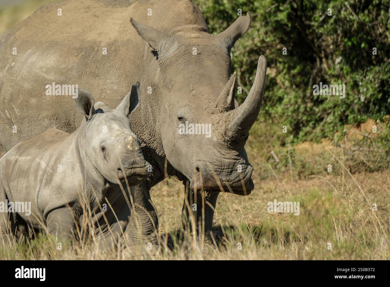 White Rhino cow is grazing with her young calf at her side Stock Photo ...