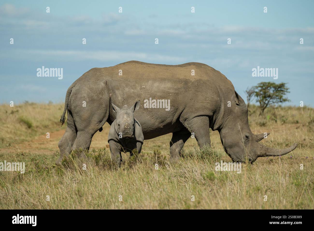 White Rhino cow is grazing with her young calf at her side Stock Photo ...