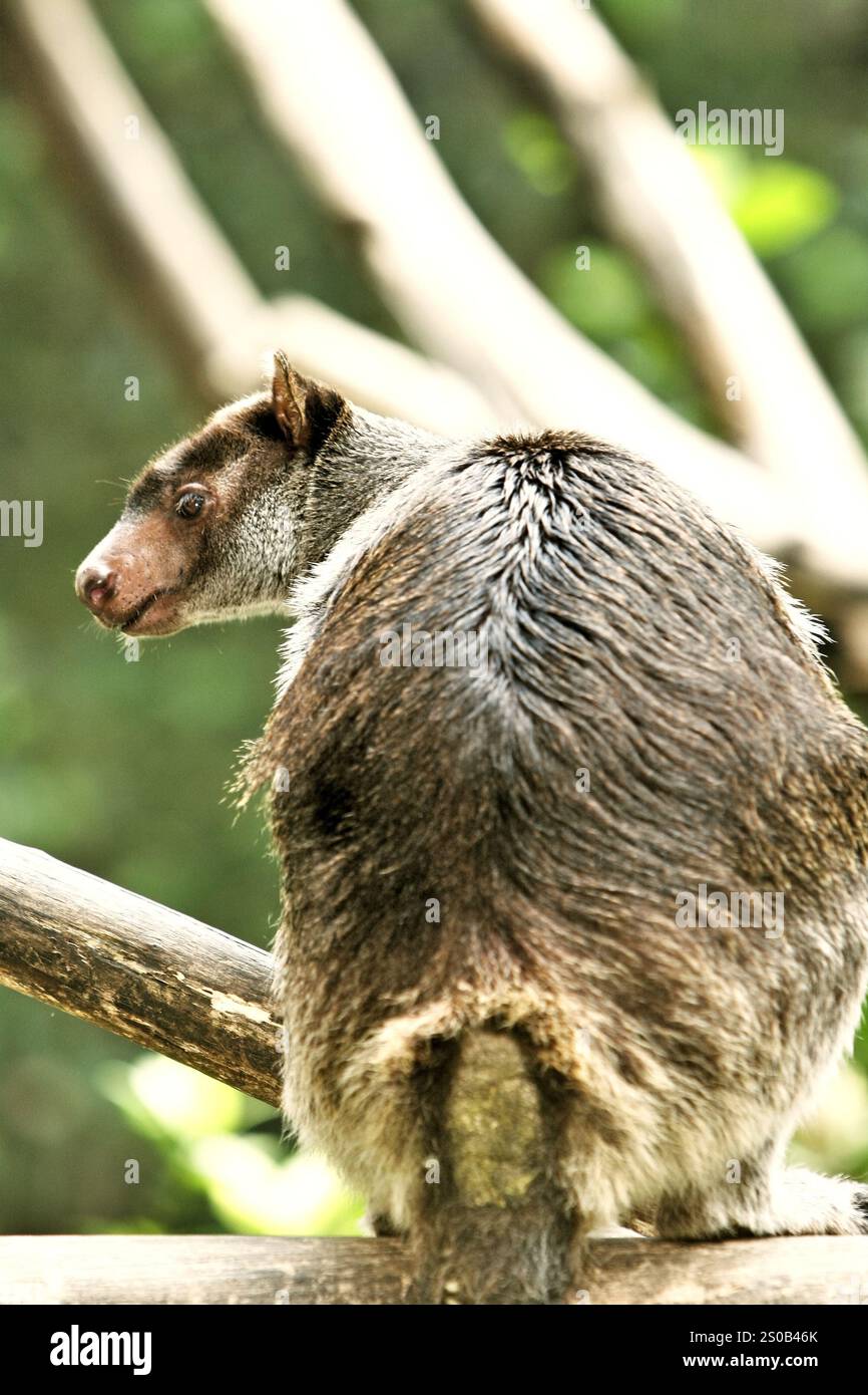 An unidentified species of marsupial, probably the Lumholtz's tree ...