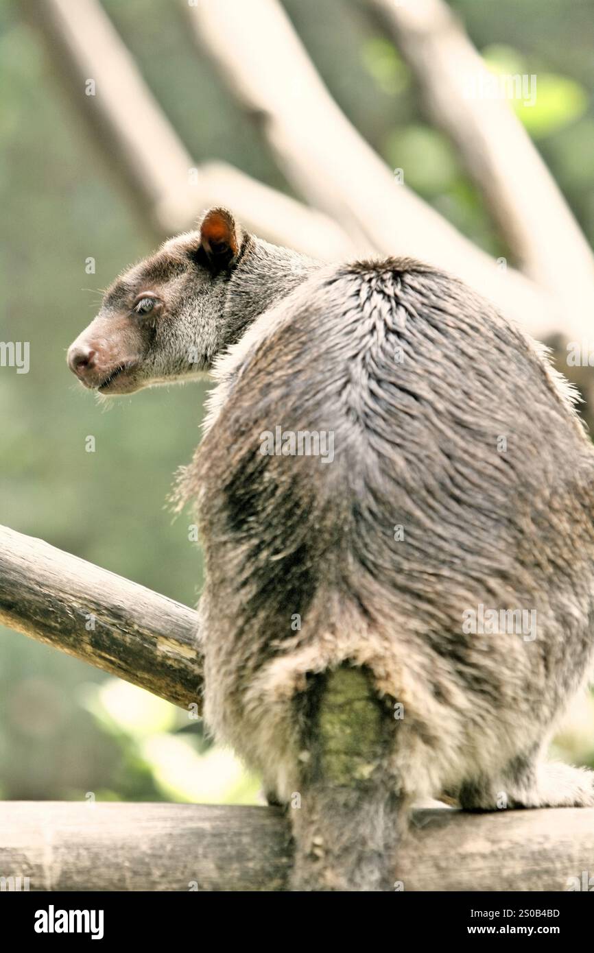 An unidentified species of marsupial, probably the Lumholtz's tree ...