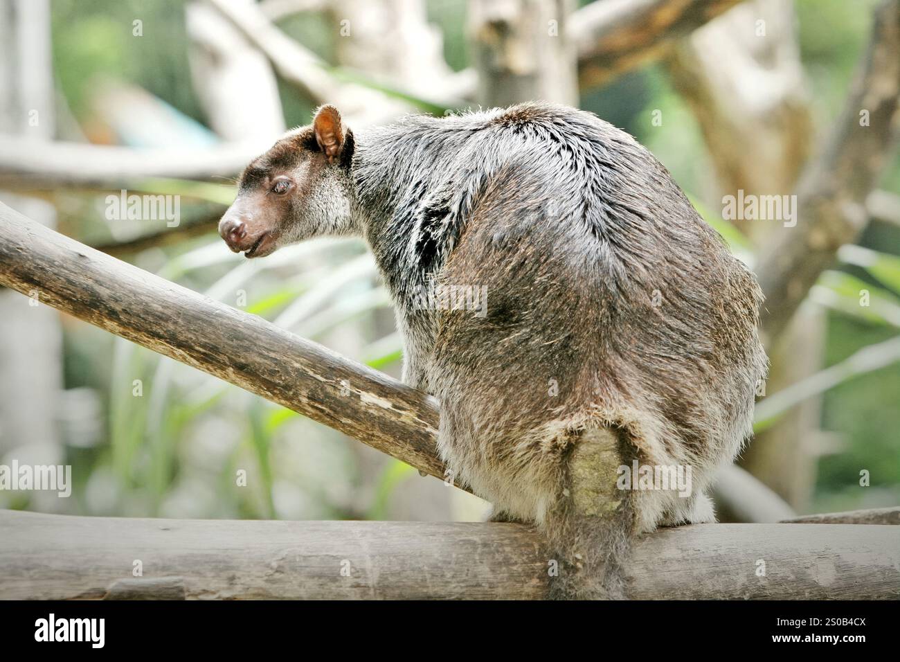 An unidentified species of marsupial, probably the Lumholtz's tree ...