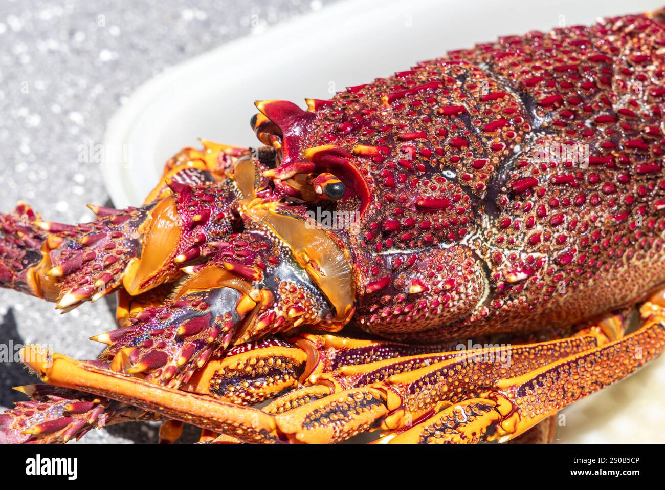 Large Australian Saltwater Rock Lobster Stock Photo - Alamy