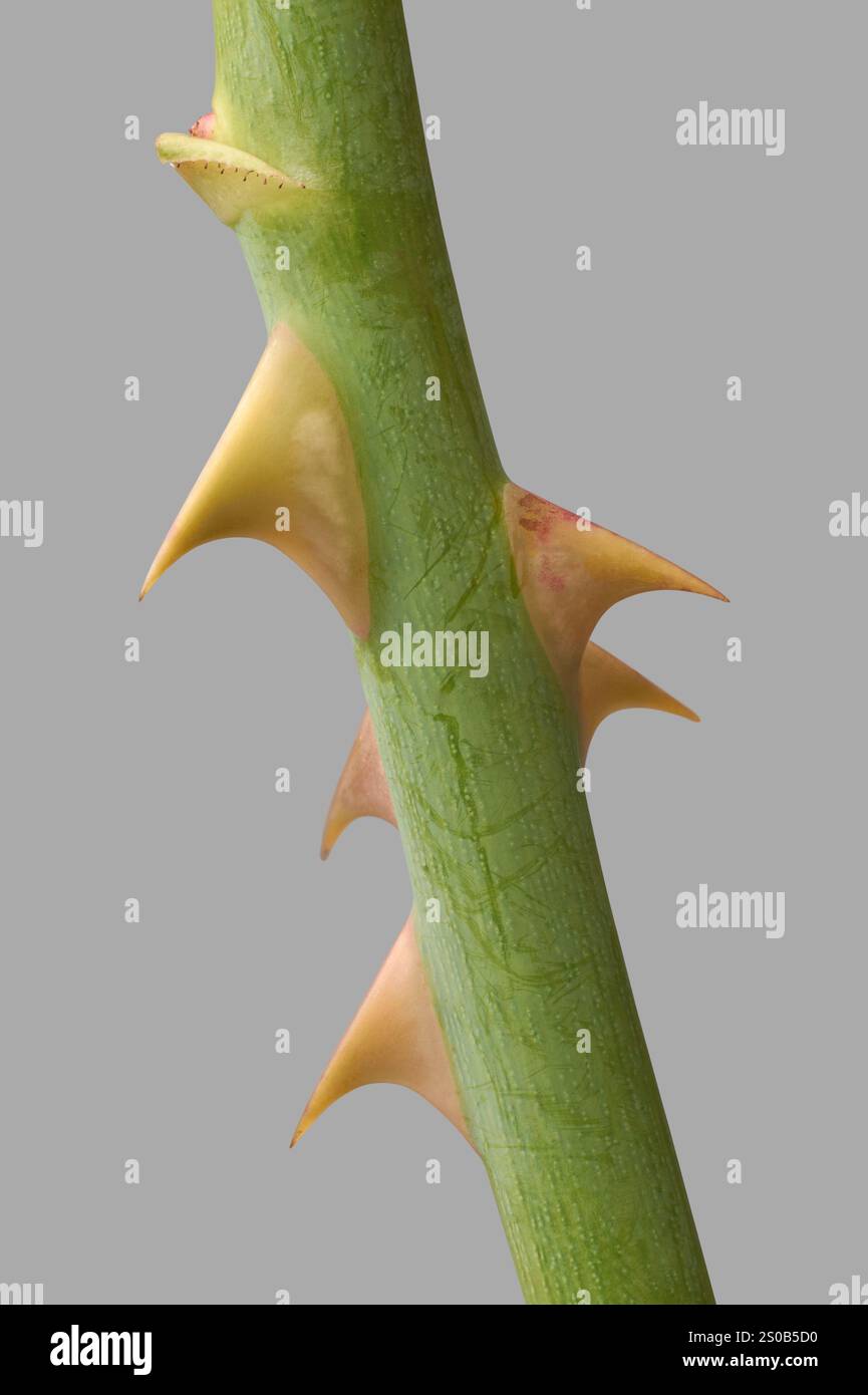 close-up macro view of rose stem with several sharp thorns isolated gray background, prickles ...