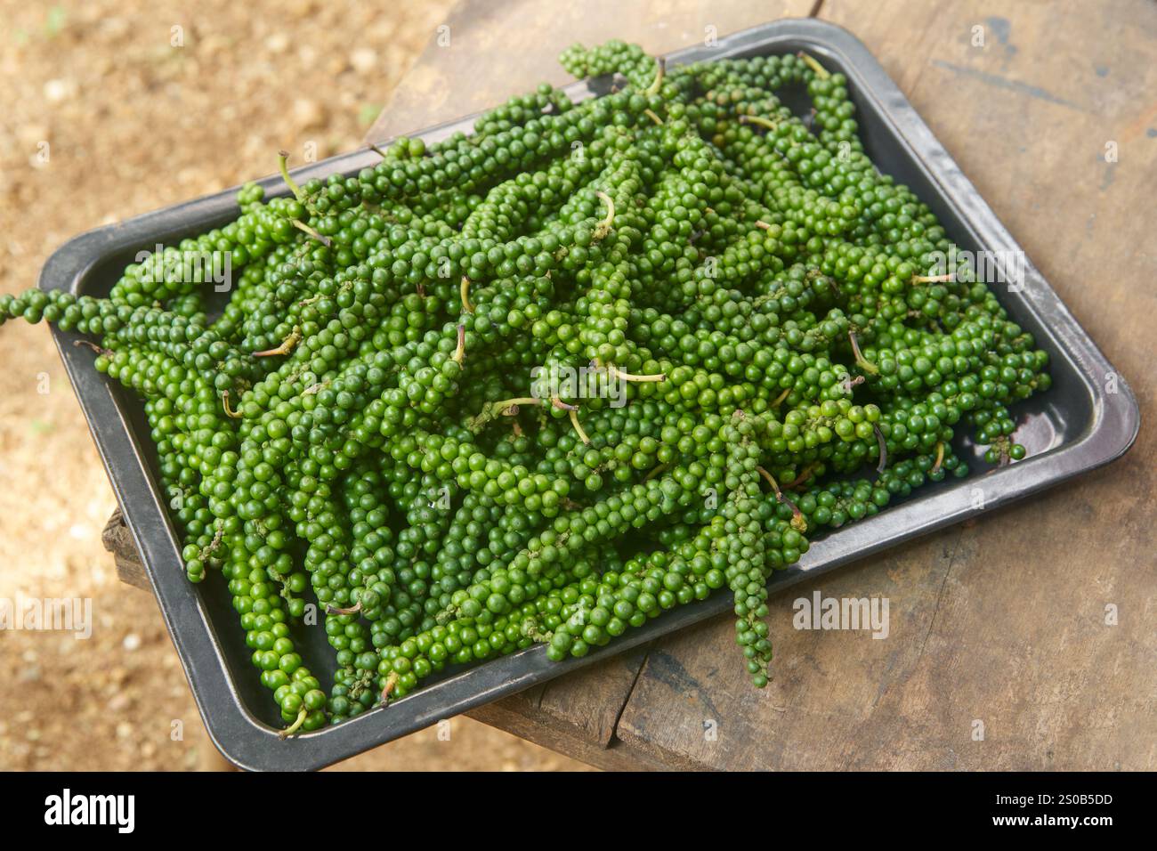 harvested fresh green peppercorns laid on tray outdoors for sun drying ...