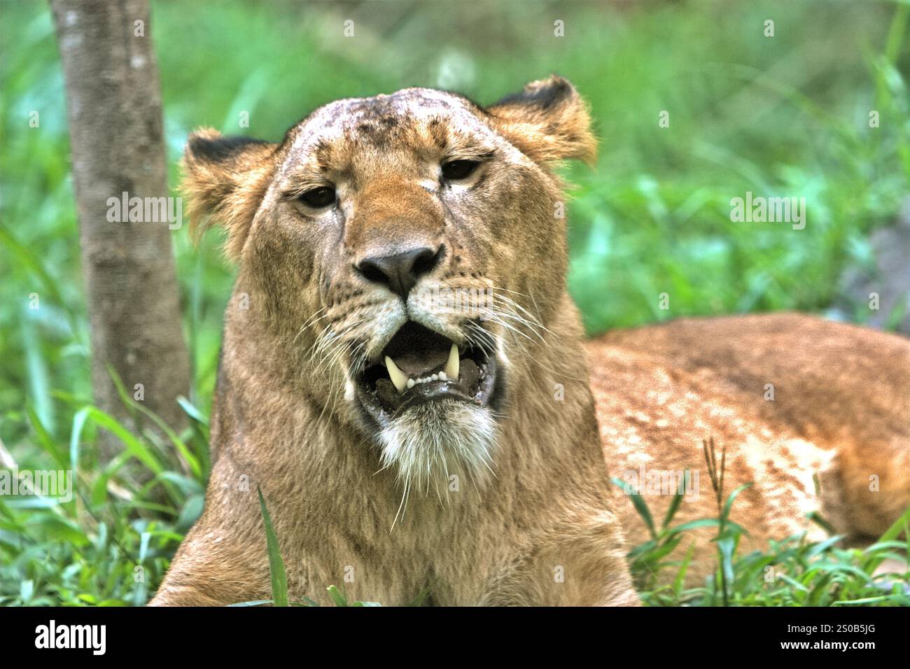 A female lion (Panthera leo) at Taman Safari Indonesia (Safari Park) in ...