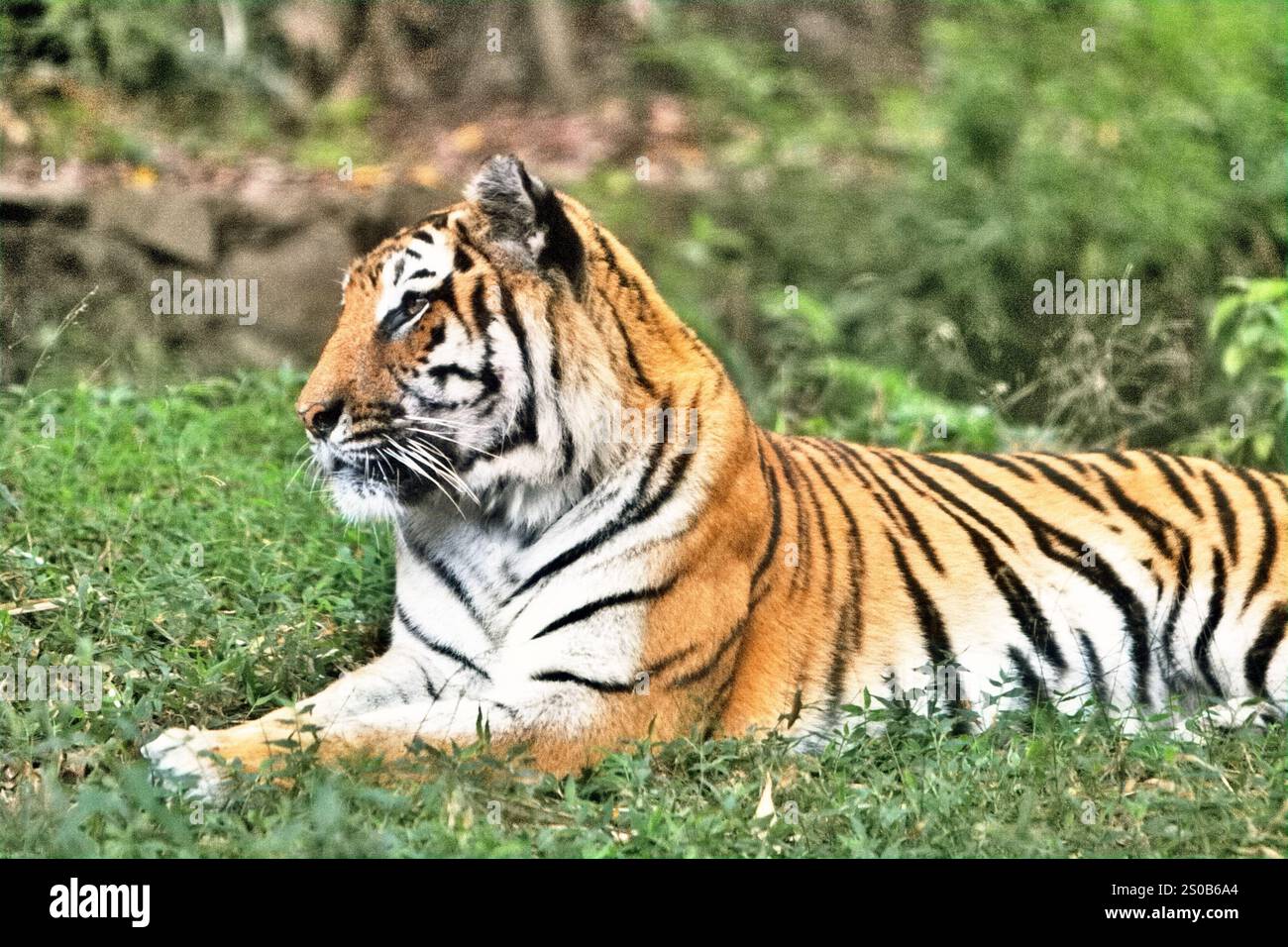 A tiger at Taman Safari (Safari Park) in Cisarua, West Java, Indonesia ...