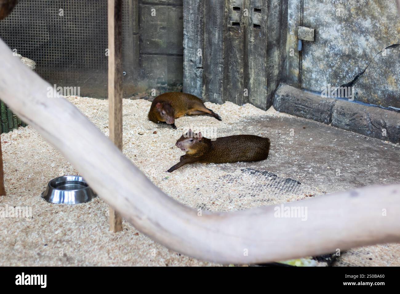 A small, brown animal is currently walking leisurely across a sandy ...