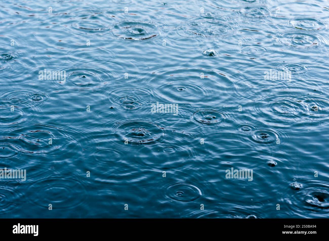 rain drops on the surface of water in a puddle with graduated shade of ...
