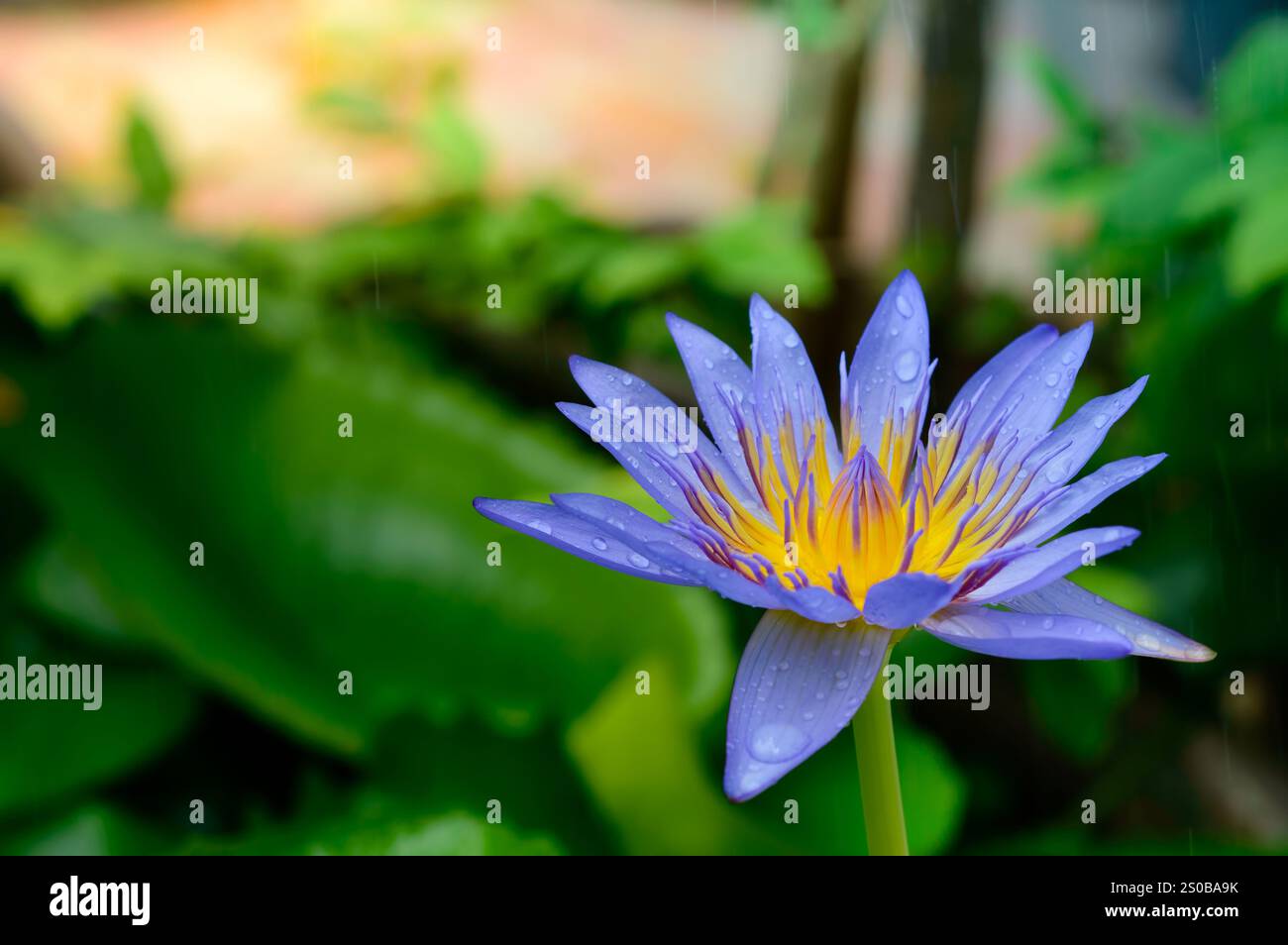 Violet water lilly hi-res stock photography and images - Alamy