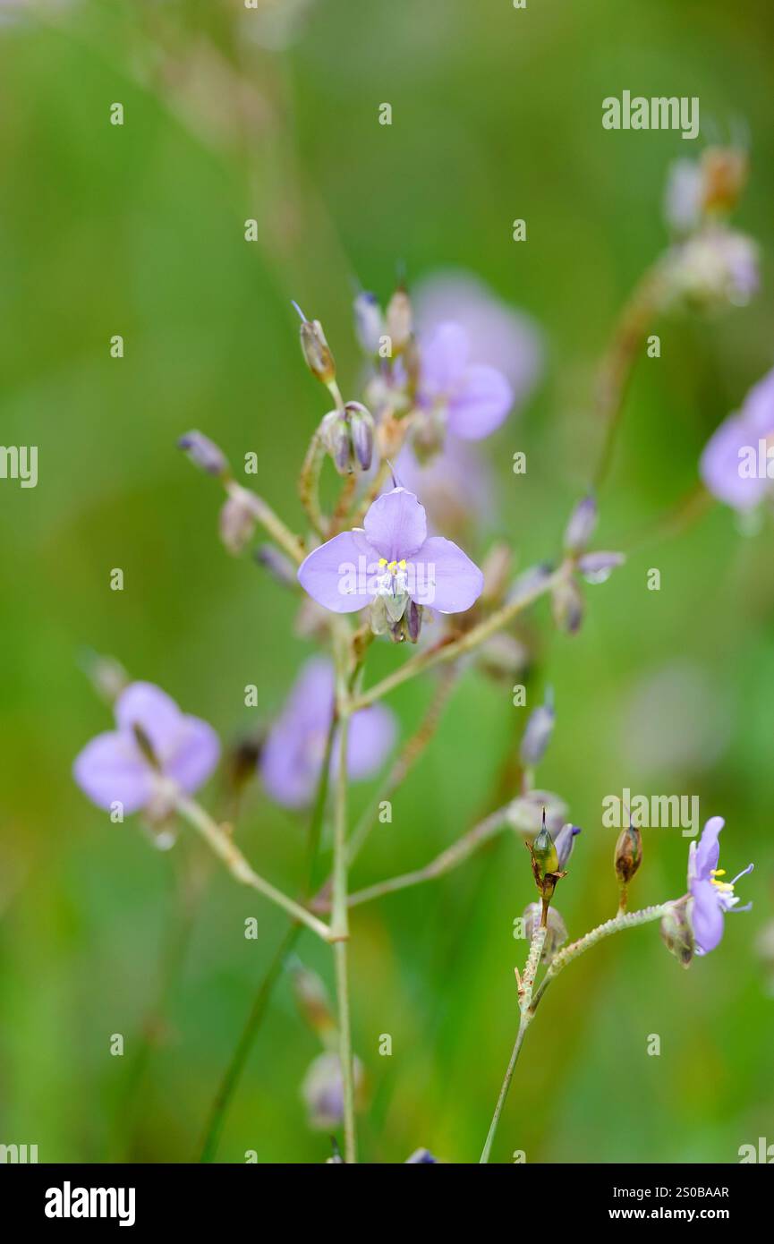 Murdannia giganteum, The Thai violet flower with native name is 'Hnorn ...
