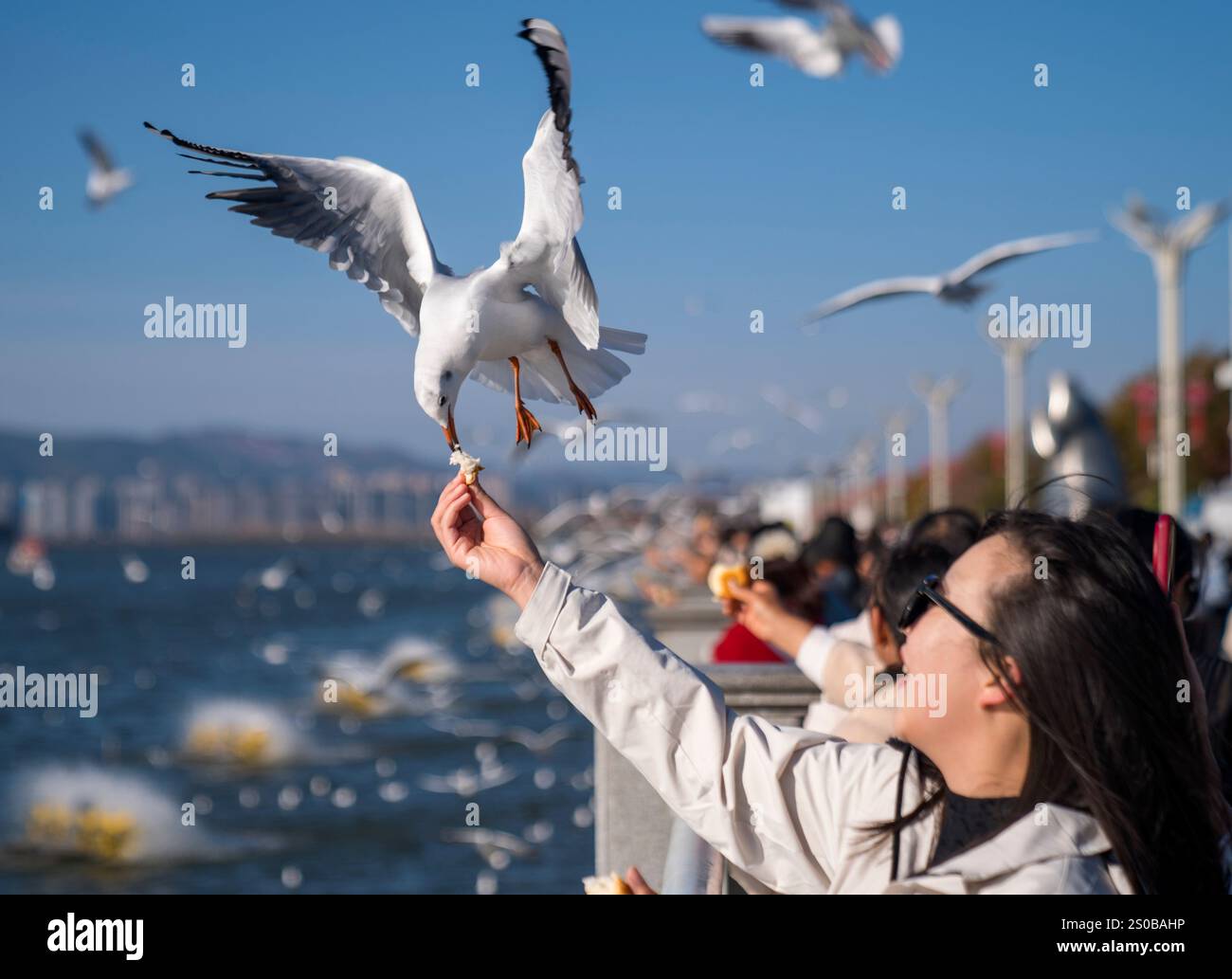(241227) -- BEIJING, Dec. 27, 2024 (Xinhua) -- People feed red-billed ...