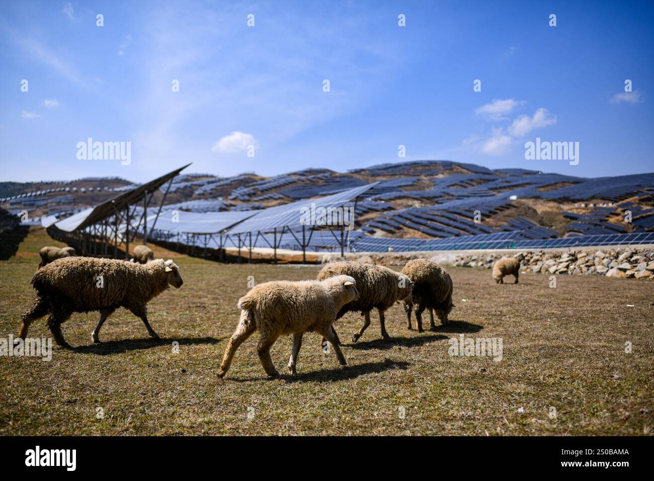 Beijing, China's Yunnan Province. 19th Mar, 2023. Sheep graze at Haiba ...