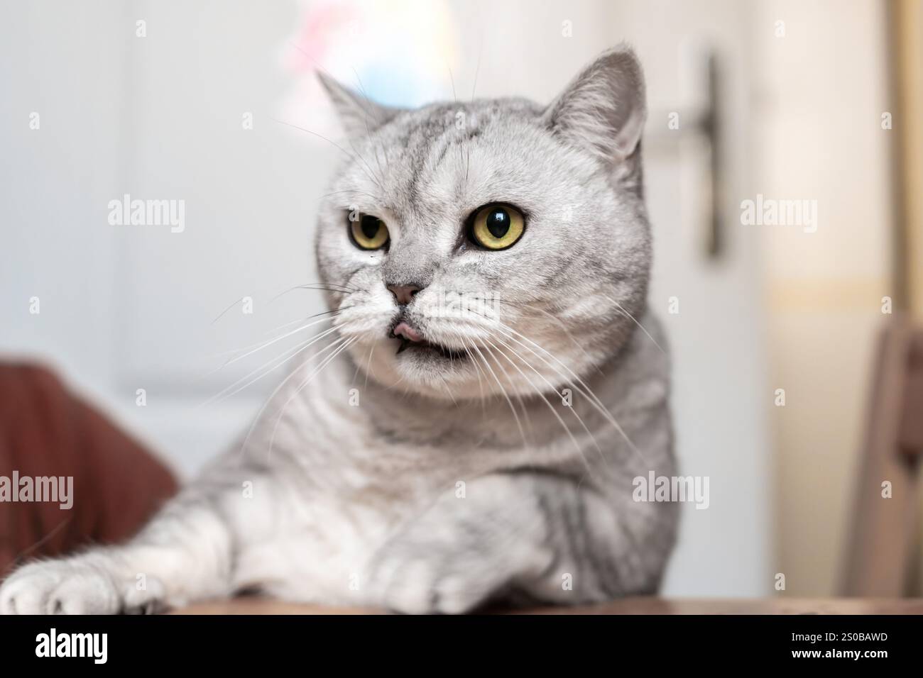 Cat, Grey, Portrait: A grey cat with green eyes stares intensely at ...