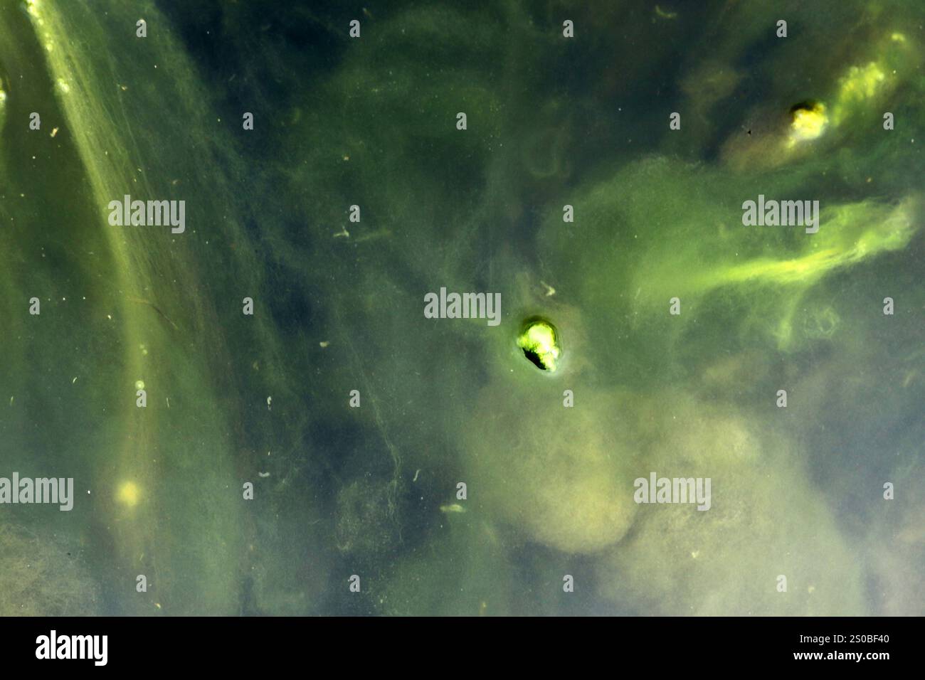 Close-up View of Green Algae Stock Photo - Alamy