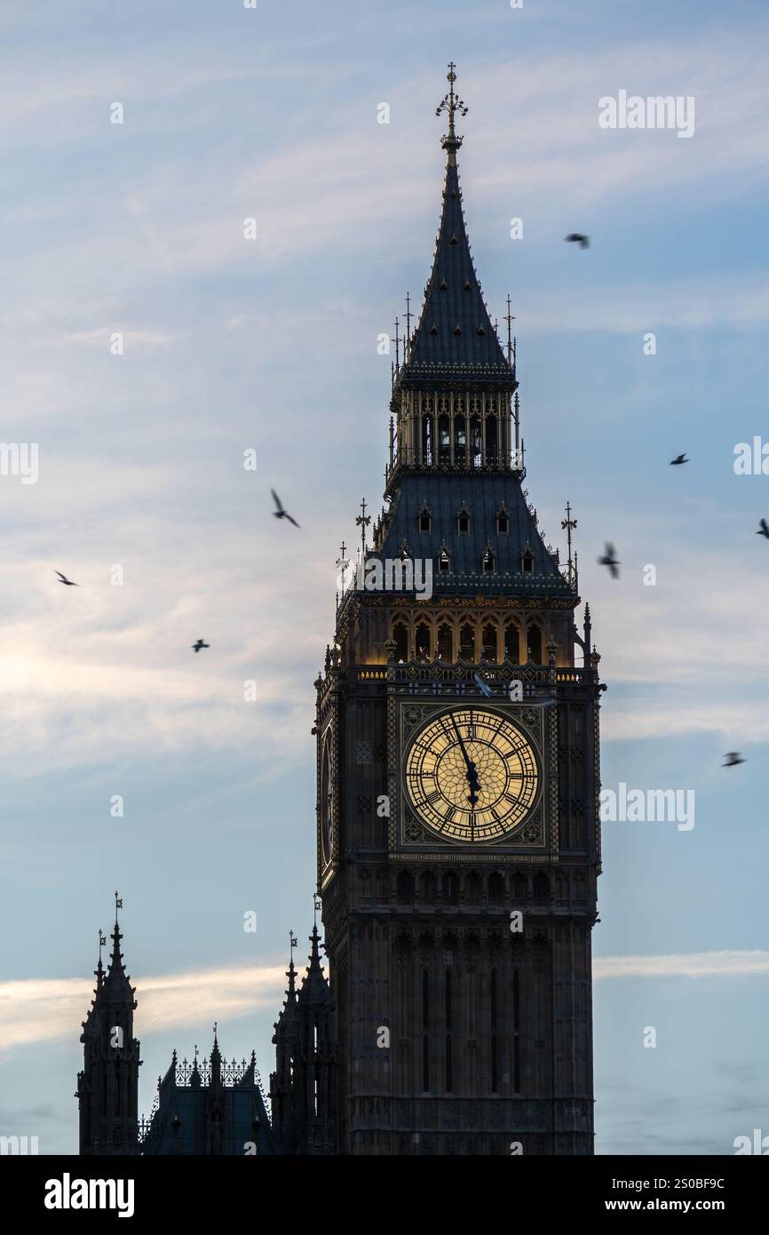 Birds flying around big ben at sunset in london Stock Photo - Alamy