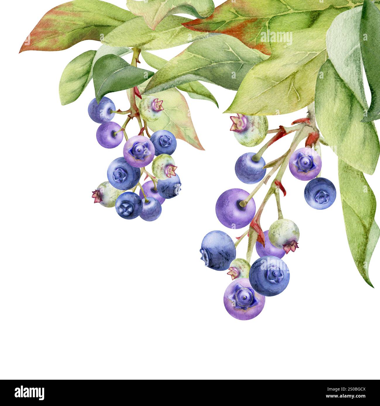 Blueberry blackberry cluster group with green leaves foliage on branch ...