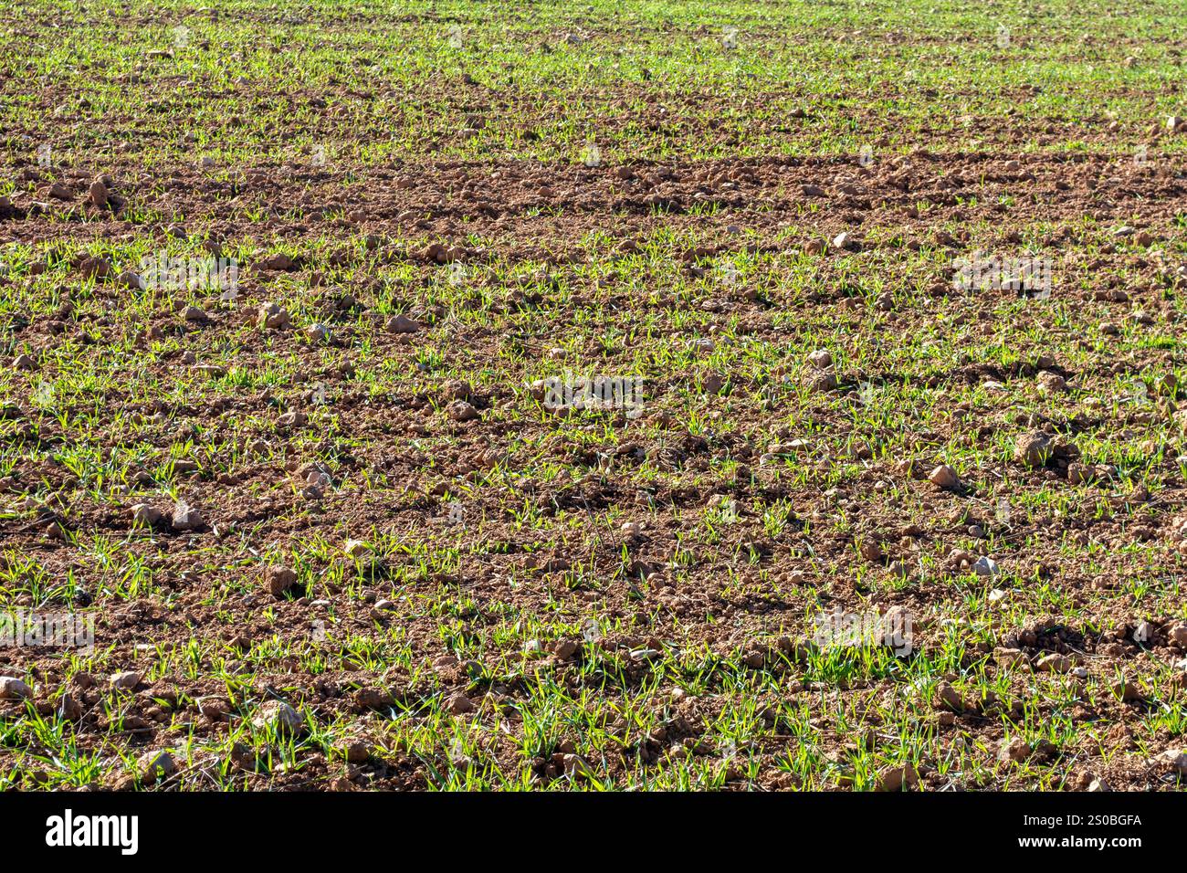 Farmland planted with growing wheat. Organic and sustainable ...