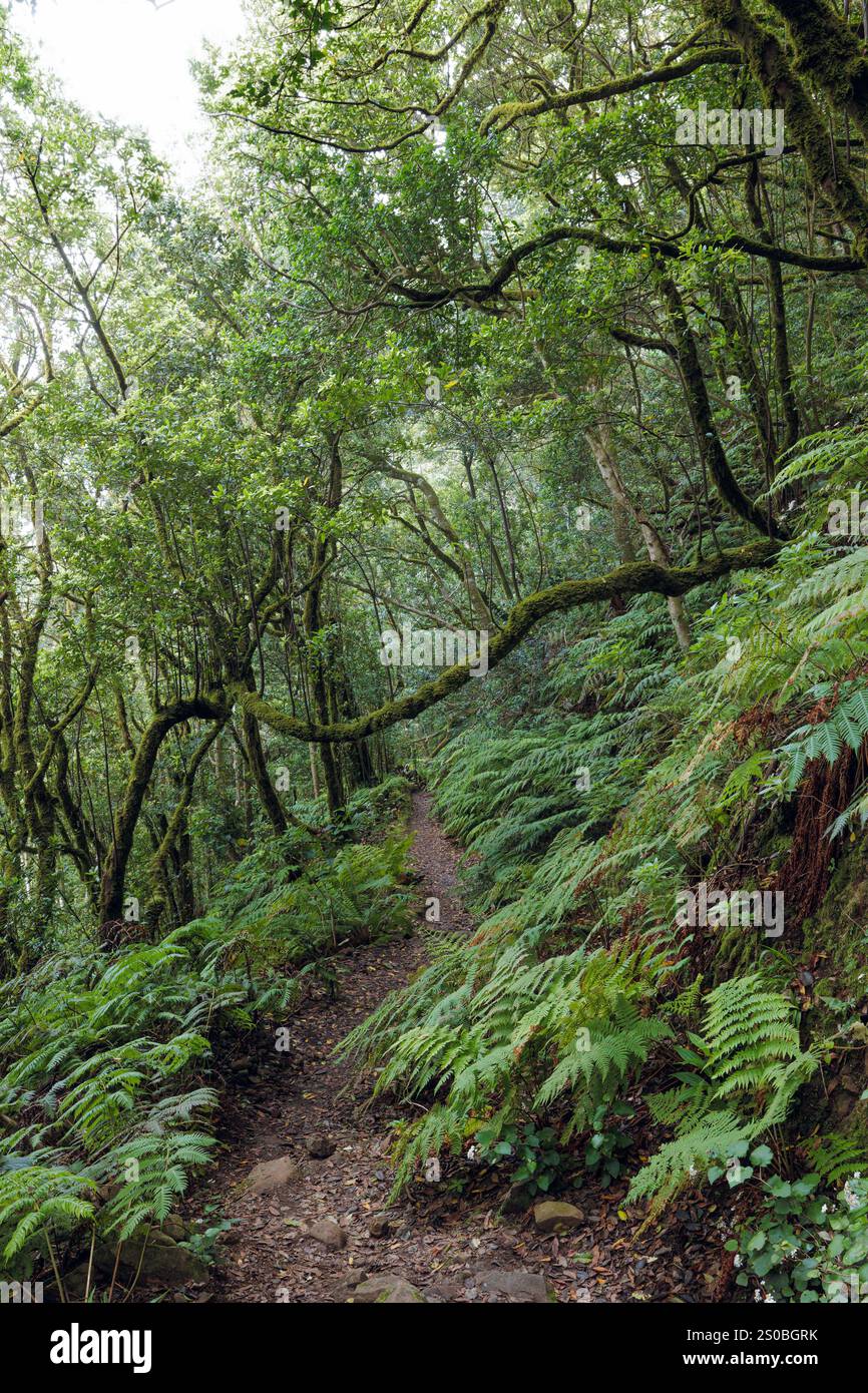 Hiking through the laurel forest in the Anaga Rural Park in Tenerife ...