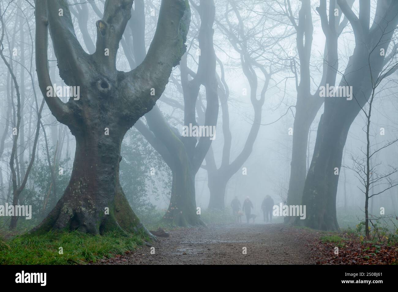 Human figures looking in thick fog at Stanmer Park, Brighton, East ...