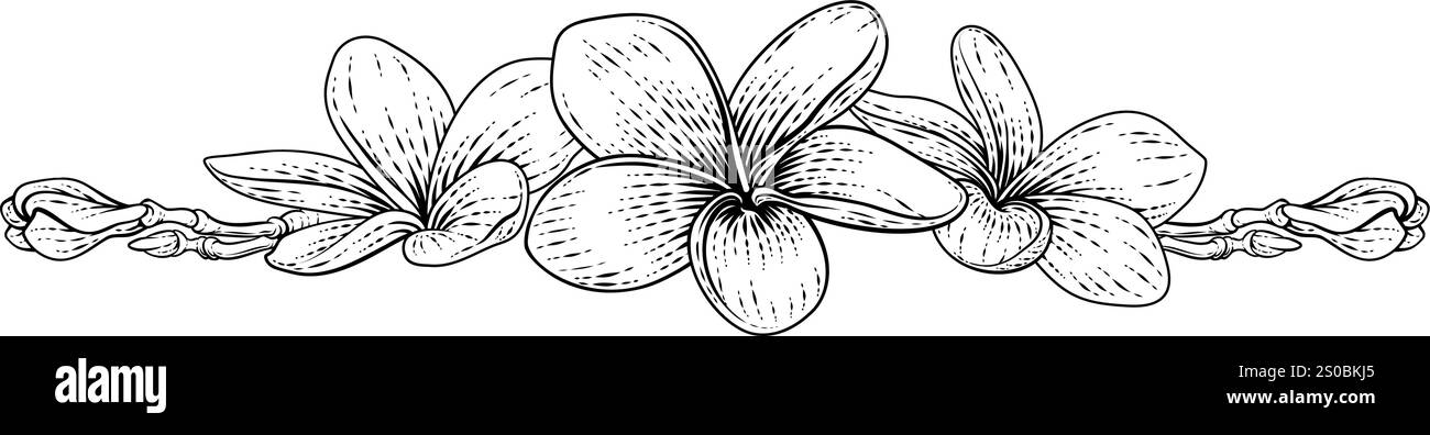 Plumeria Frangipani Tropical Bali Flower Woodcut Stock Vector Image ...
