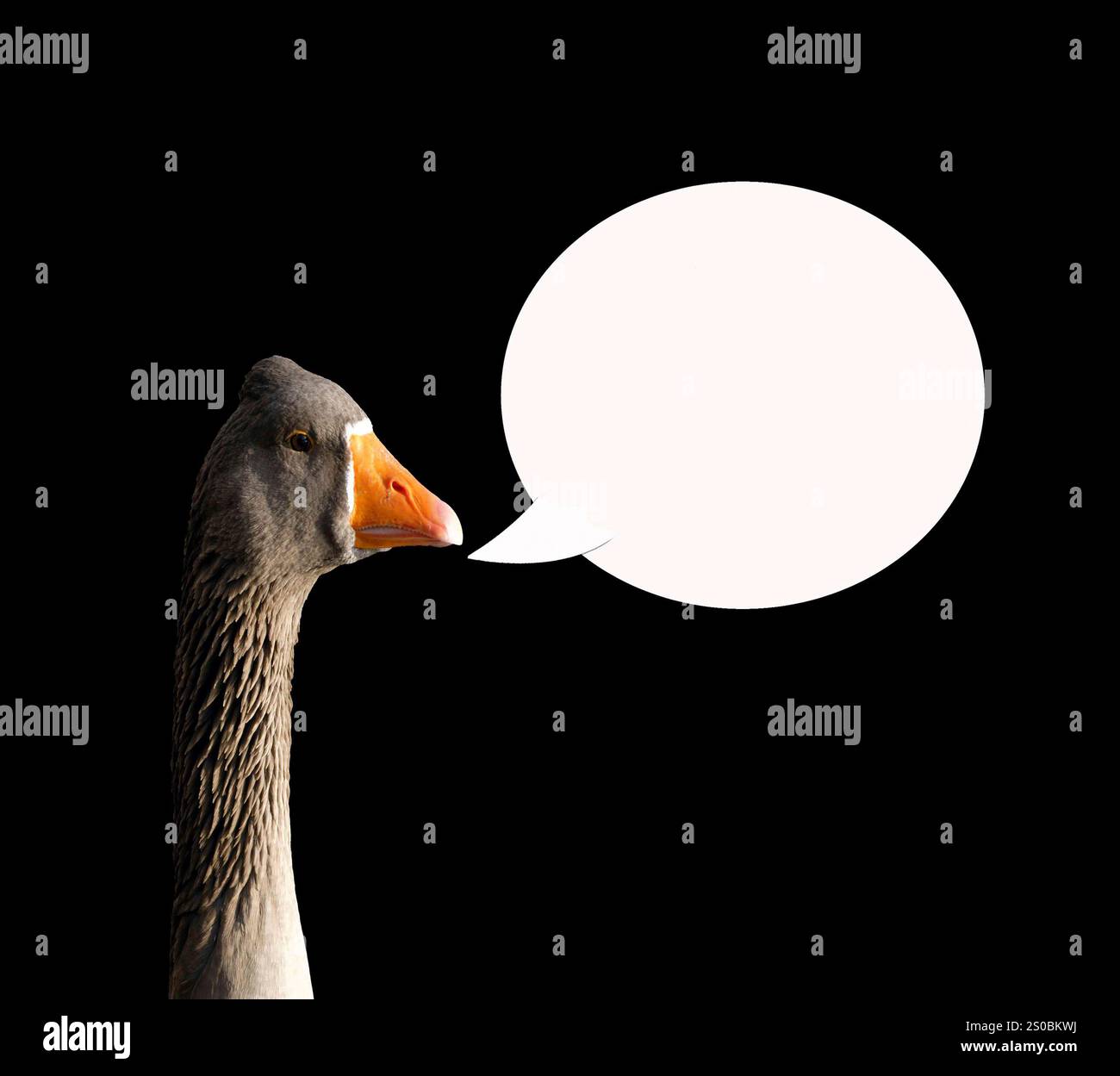 Goose with a speech bubble. copy space, white Stock Photo - Alamy