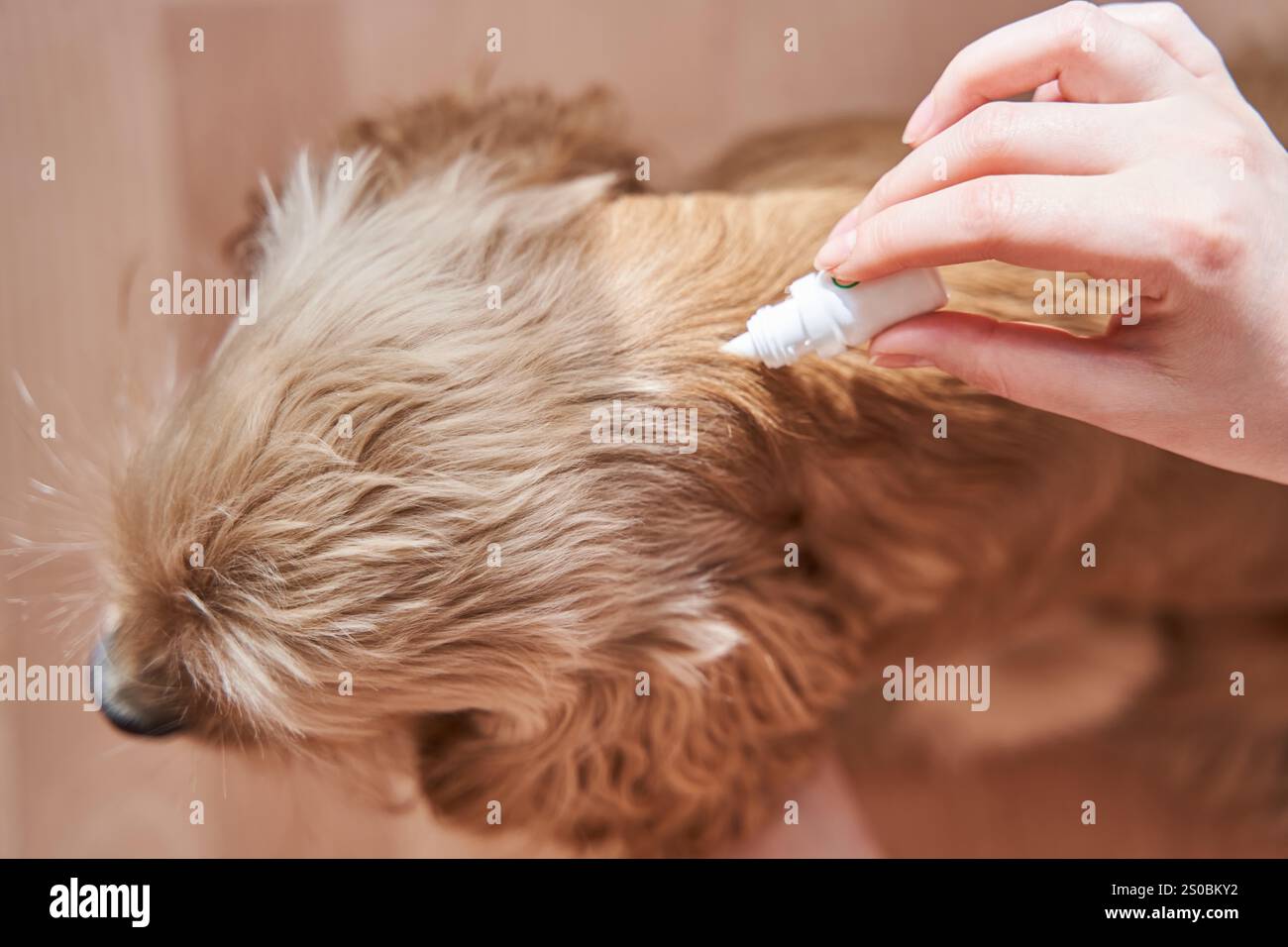The dog is dripped on the withers with a parasite remedy Stock Photo ...